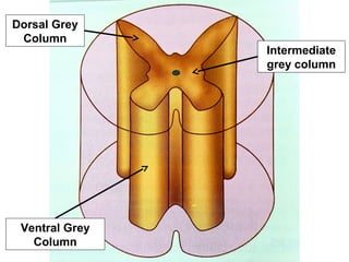 Meninges of brain & Grey matter of Spinal cord | PPT
