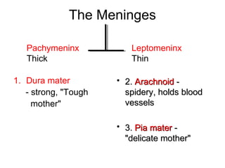 Meninges of brain & Grey matter of Spinal cord | PPT