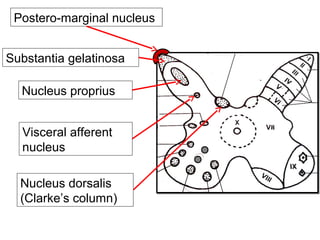 Meninges of brain & Grey matter of Spinal cord | PPT