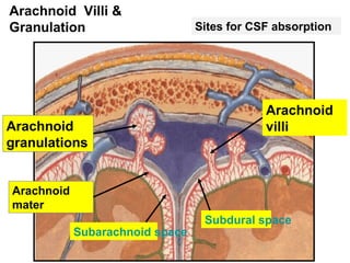 Meninges of brain & Grey matter of Spinal cord | PPT