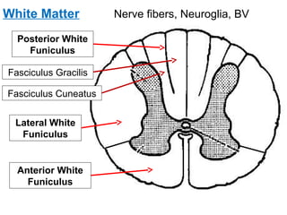 Spinal Cord White Matter