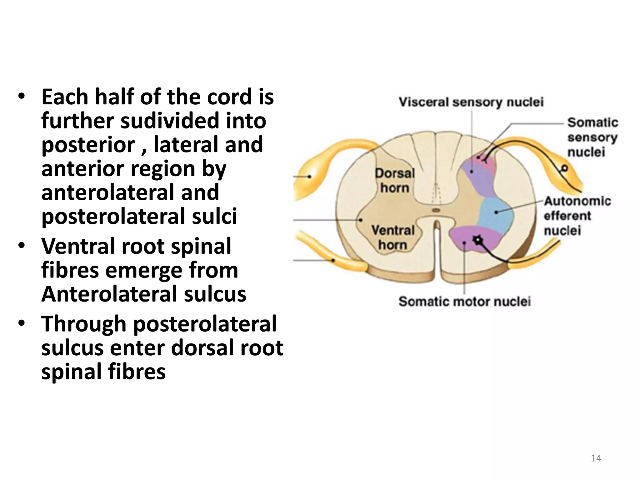 Spinal cord (2) | PDF