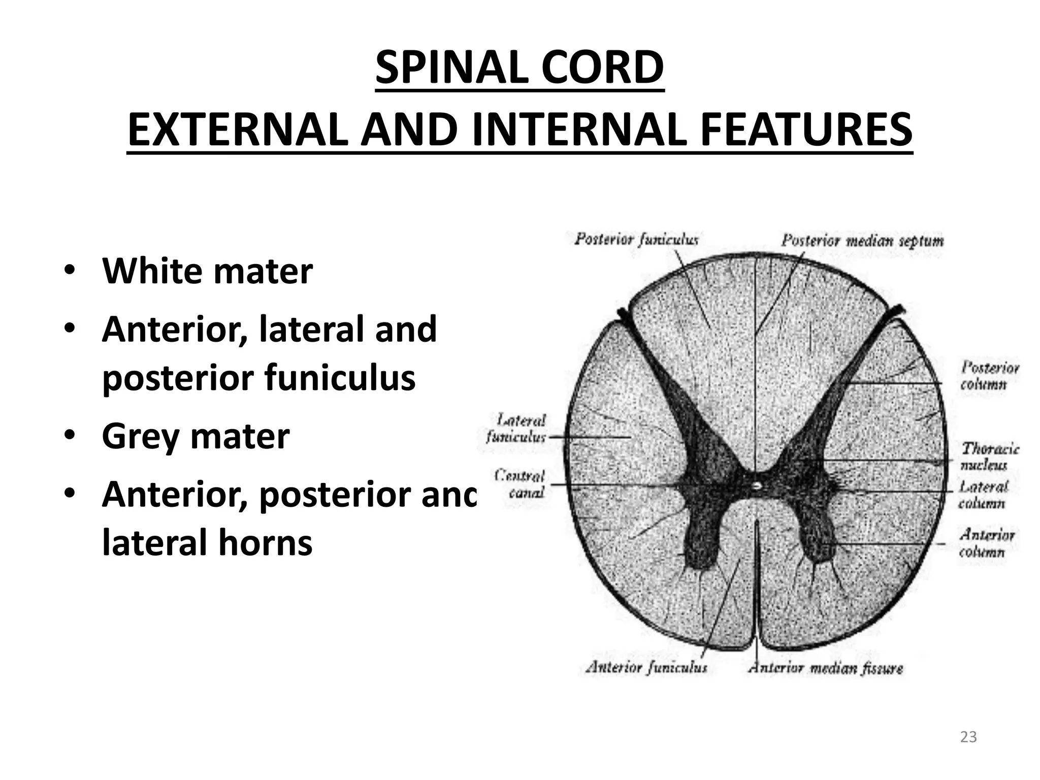 Spinal cord (2) | PDF