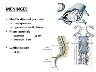Ligamentum Denticulatum