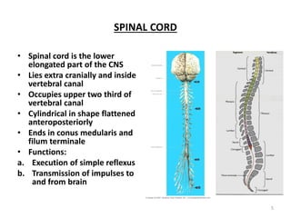 Linea Splendens Spinal Cord