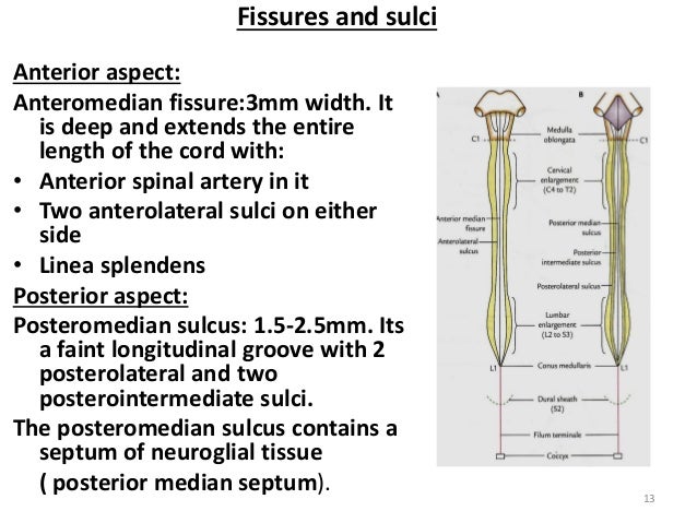 Spinal cord (2)