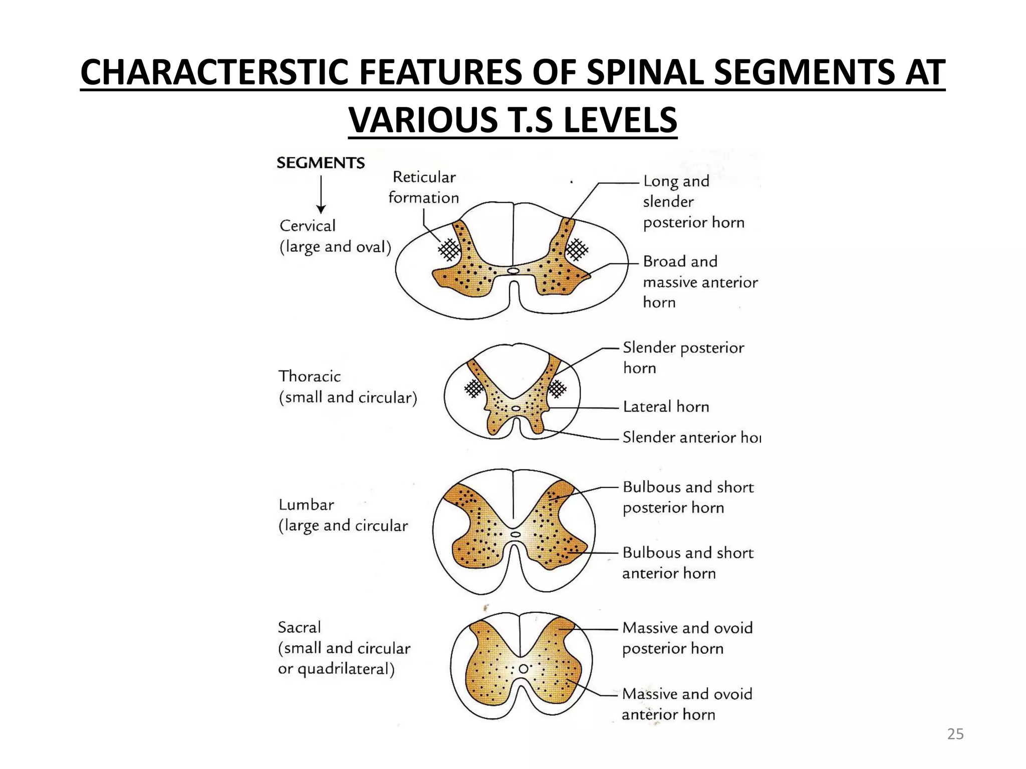 Spinal cord (2) | PDF