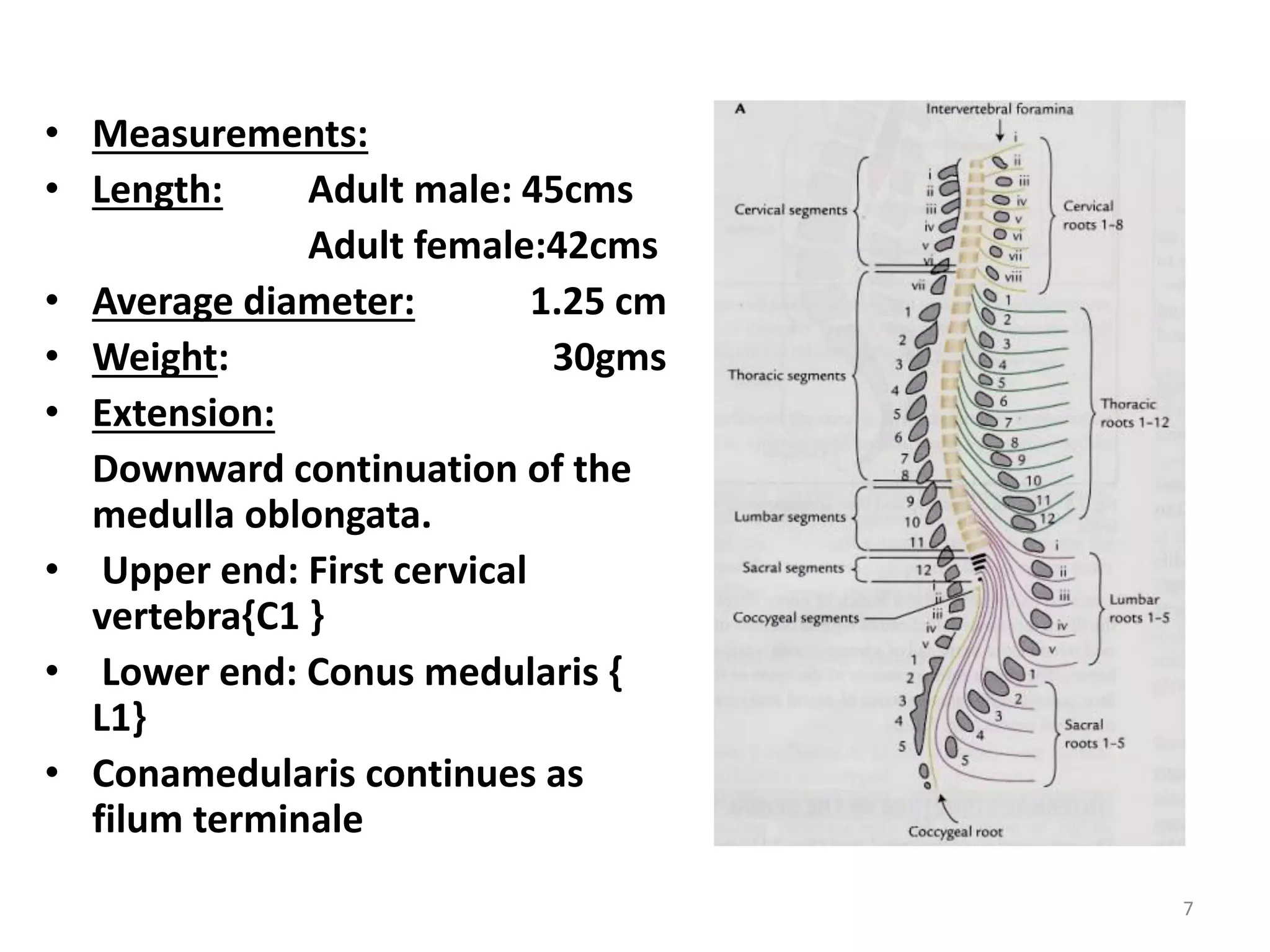 Spinal cord (2) | PDF