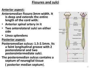 Spinal cord (2) | PDF