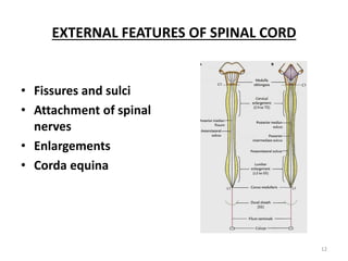 Linea Splendens Spinal Cord