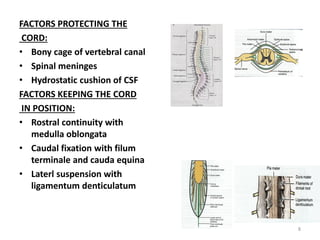 Filum Terminale Diagram