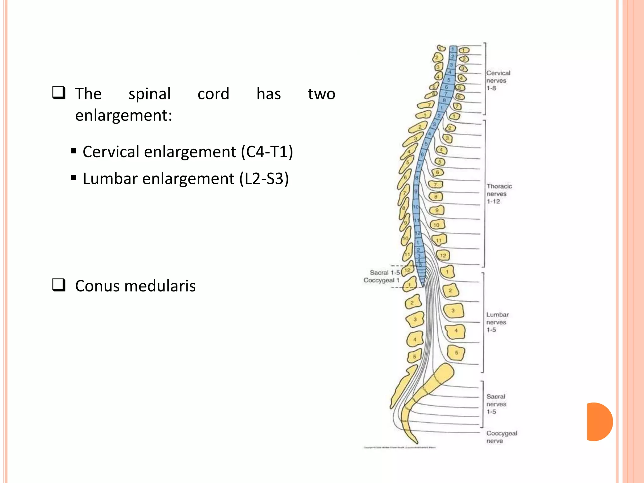 Spinal cord | PPTX