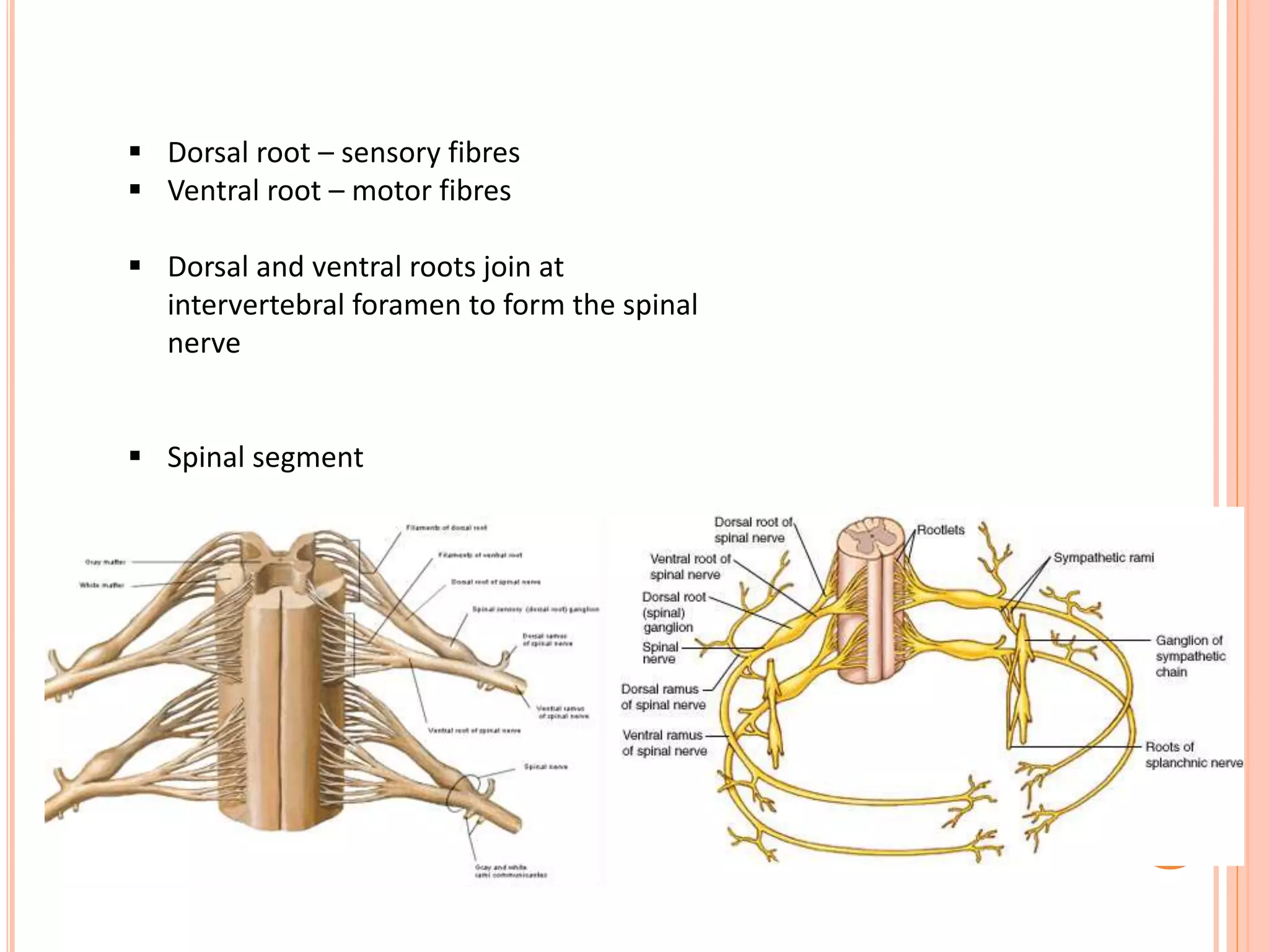 Spinal cord | PPTX