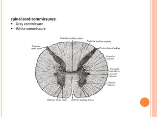 Spinal cord | PPTX