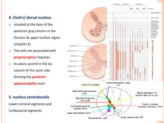 Spinal cord | PPTX