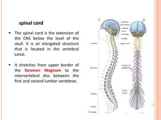 Linea Splendens Spinal Cord