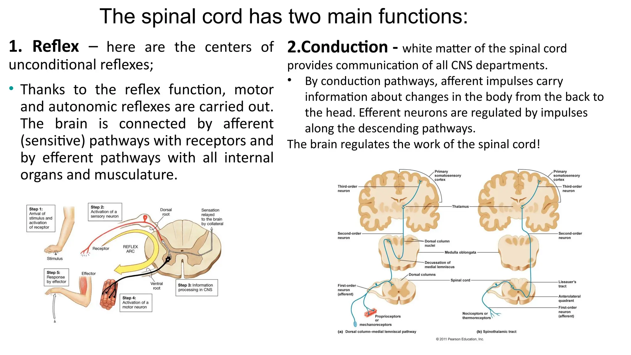 Spinal Cord .pptx how to know the detail of spinal cord | PPTX