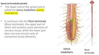 Spinal Cord .pptx how to know the detail of spinal cord | PPTX