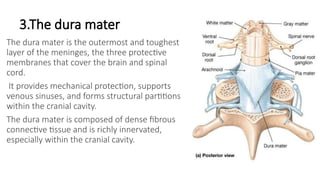 Spinal Cord .pptx how to know the detail of spinal cord | PPTX