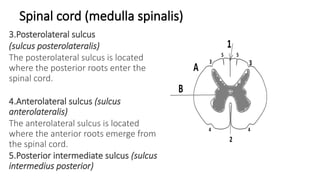 Spinal Cord .pptx how to know the detail of spinal cord | PPTX