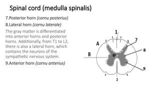 Spinal Cord .pptx how to know the detail of spinal cord | PPTX