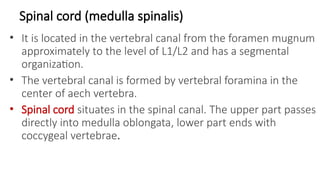 Spinal Cord .pptx how to know the detail of spinal cord | PPTX