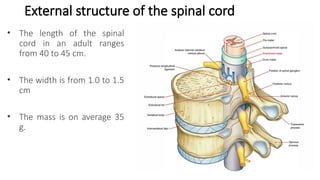 Spinal Cord .pptx how to know the detail of spinal cord | PPTX