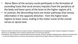 Spinal Cord .pptx how to know the detail of spinal cord | PPTX