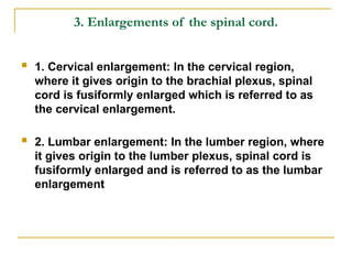 Spinal cord anatomy detailed review.pptx