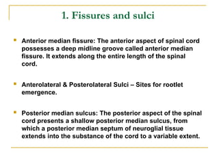 Spinal cord anatomy detailed review.pptx