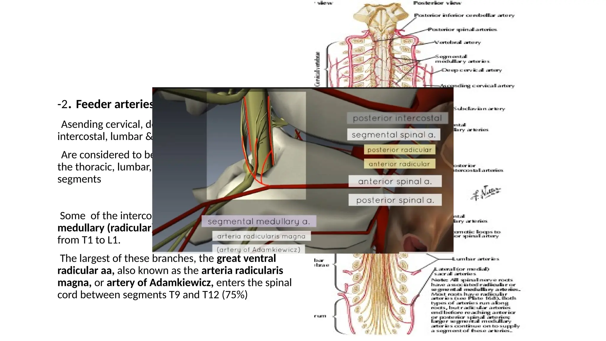 Spinal Cord Anatomy and Blood Supply.pptx