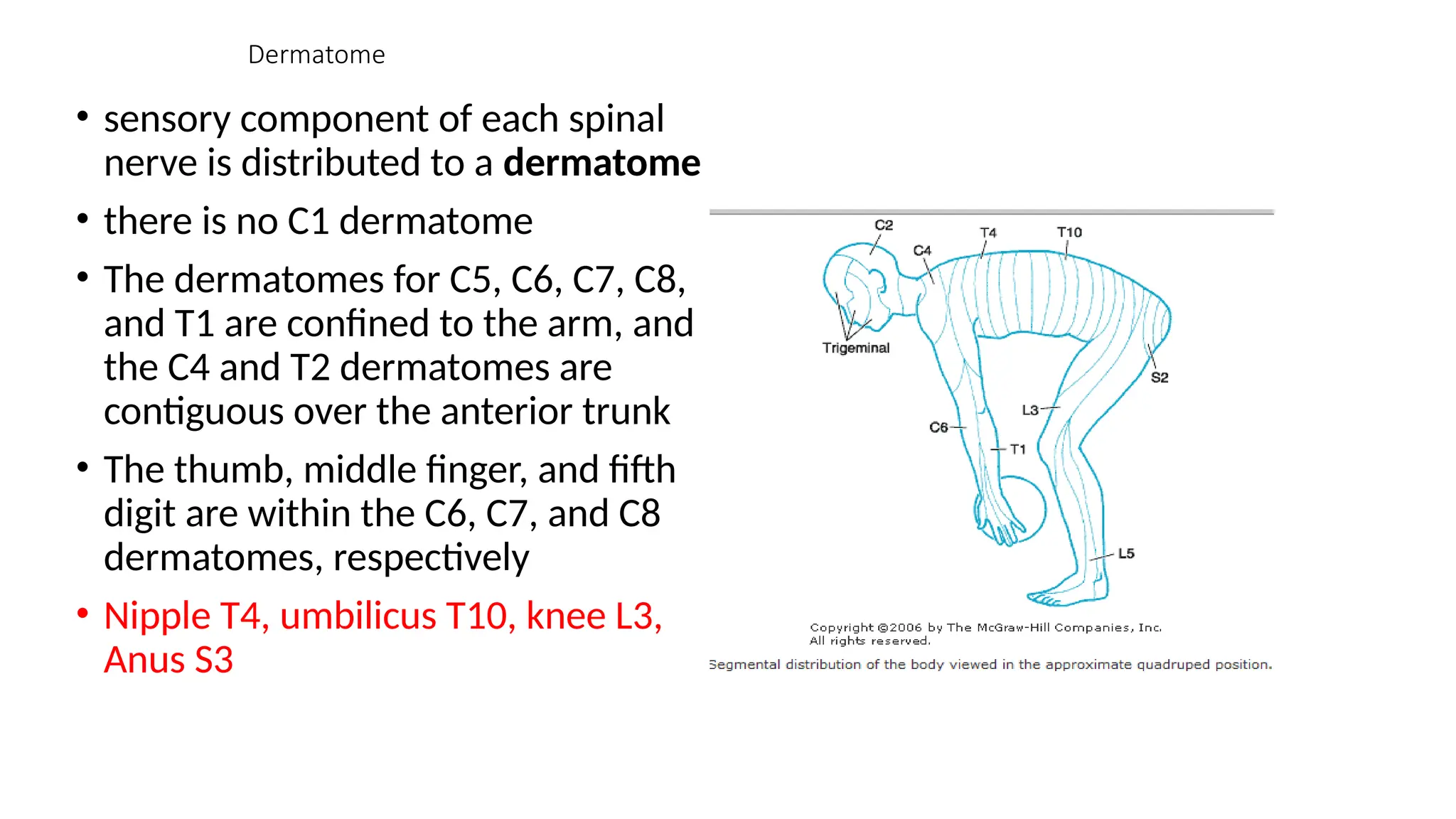 Spinal Cord Anatomy and Blood Supply.pptx