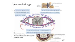 Spinal Cord Anatomy and Blood Supply.pptx
