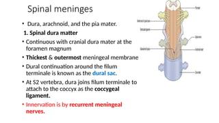 Spinal Cord Anatomy and Blood Supply.pptx