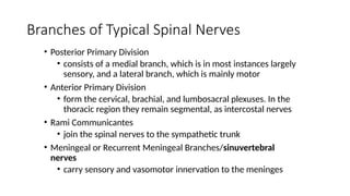 Spinal Cord Anatomy and Blood Supply.pptx