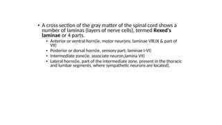 Spinal Cord Anatomy and Blood Supply.pptx