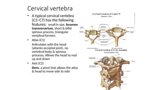 Spinal Cord Anatomy and Blood Supply.pptx