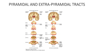 SPINAL CORD ANATOMY AND ITS TRACTS.pptx