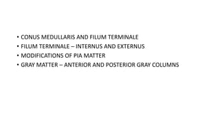 SPINAL CORD ANATOMY AND ITS TRACTS.pptx