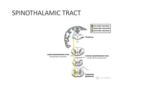 SPINAL CORD ANATOMY AND ITS TRACTS.pptx