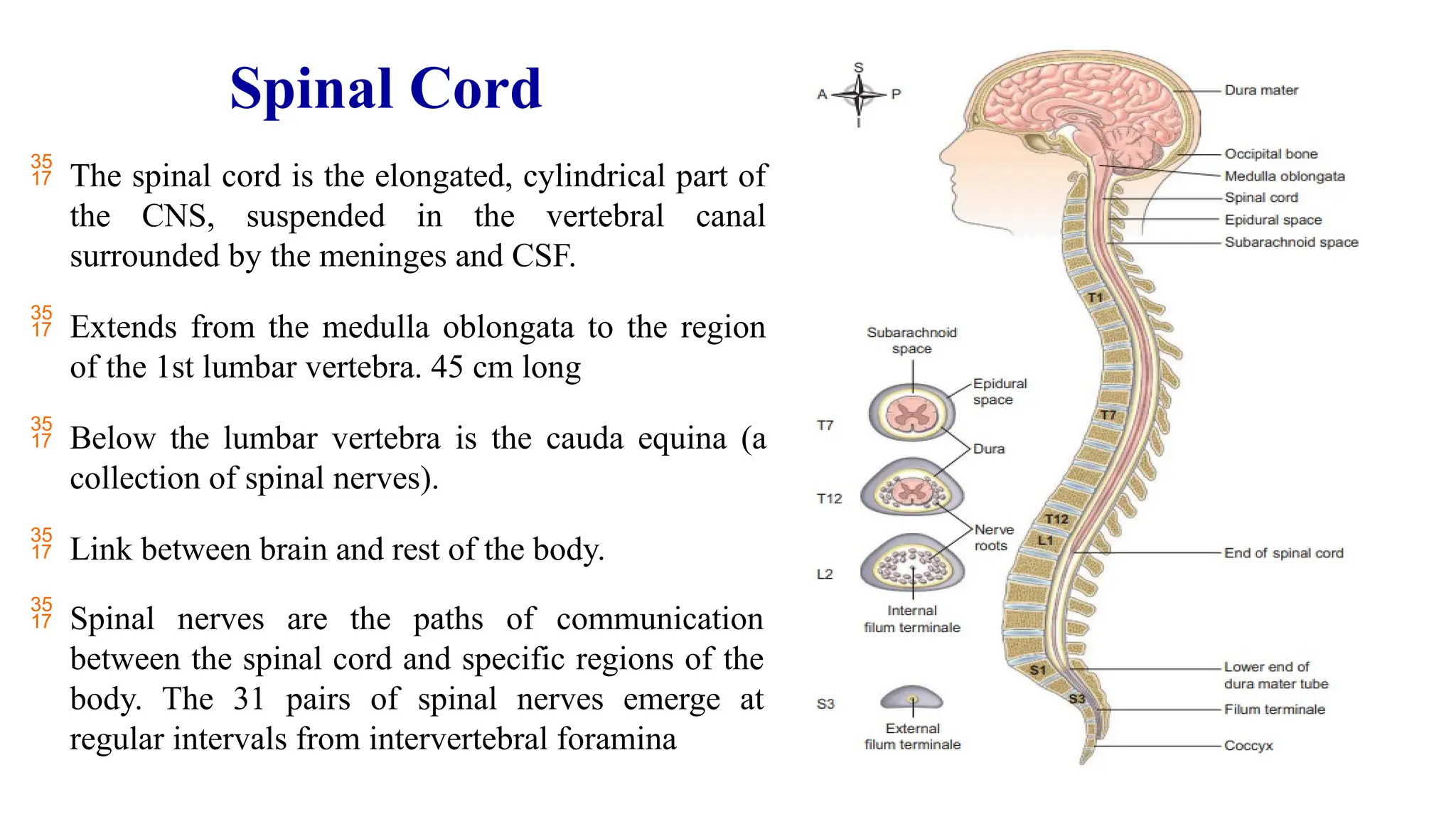 Anatomy and Physiology of Spinal cord .pptx