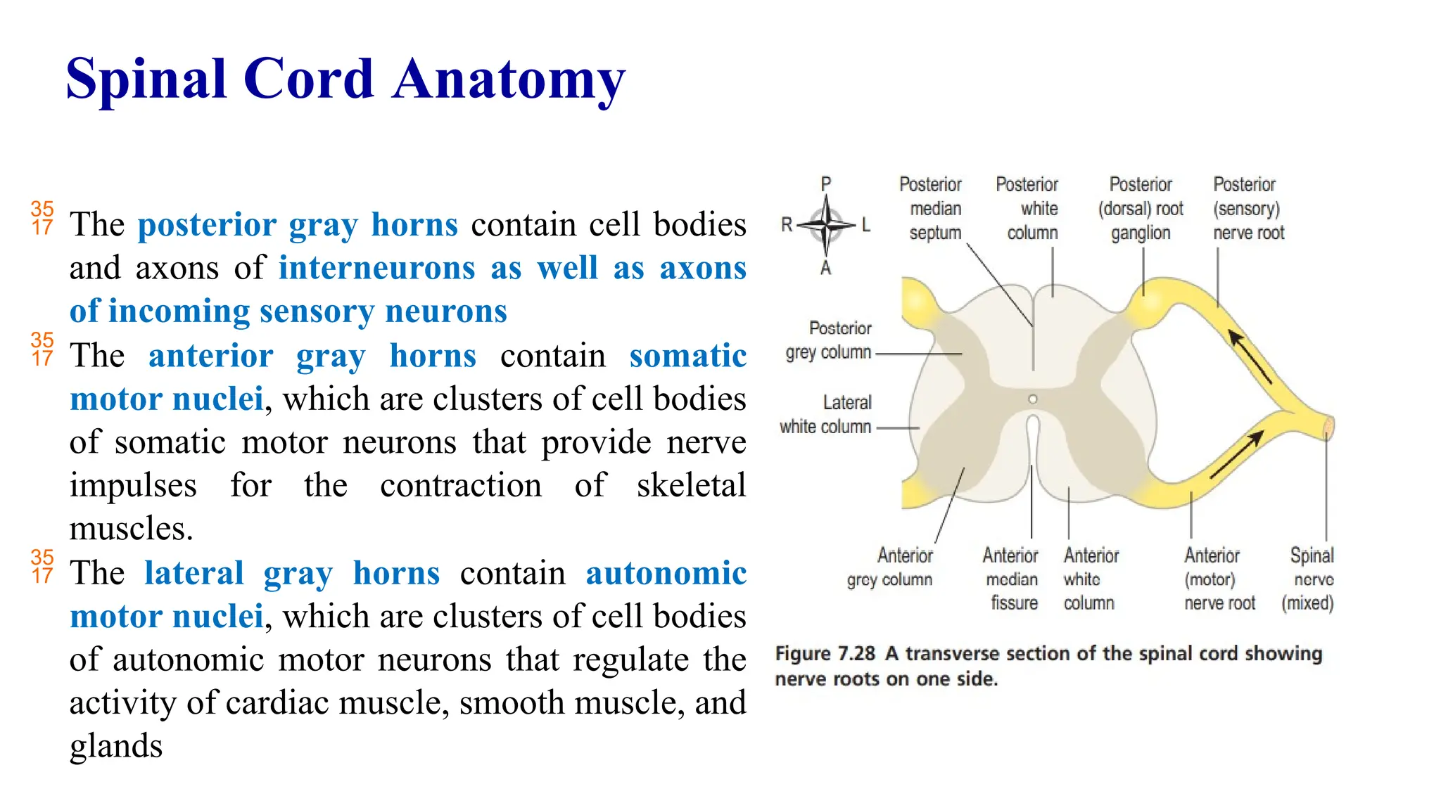 Anatomy and Physiology of Spinal cord .pptx