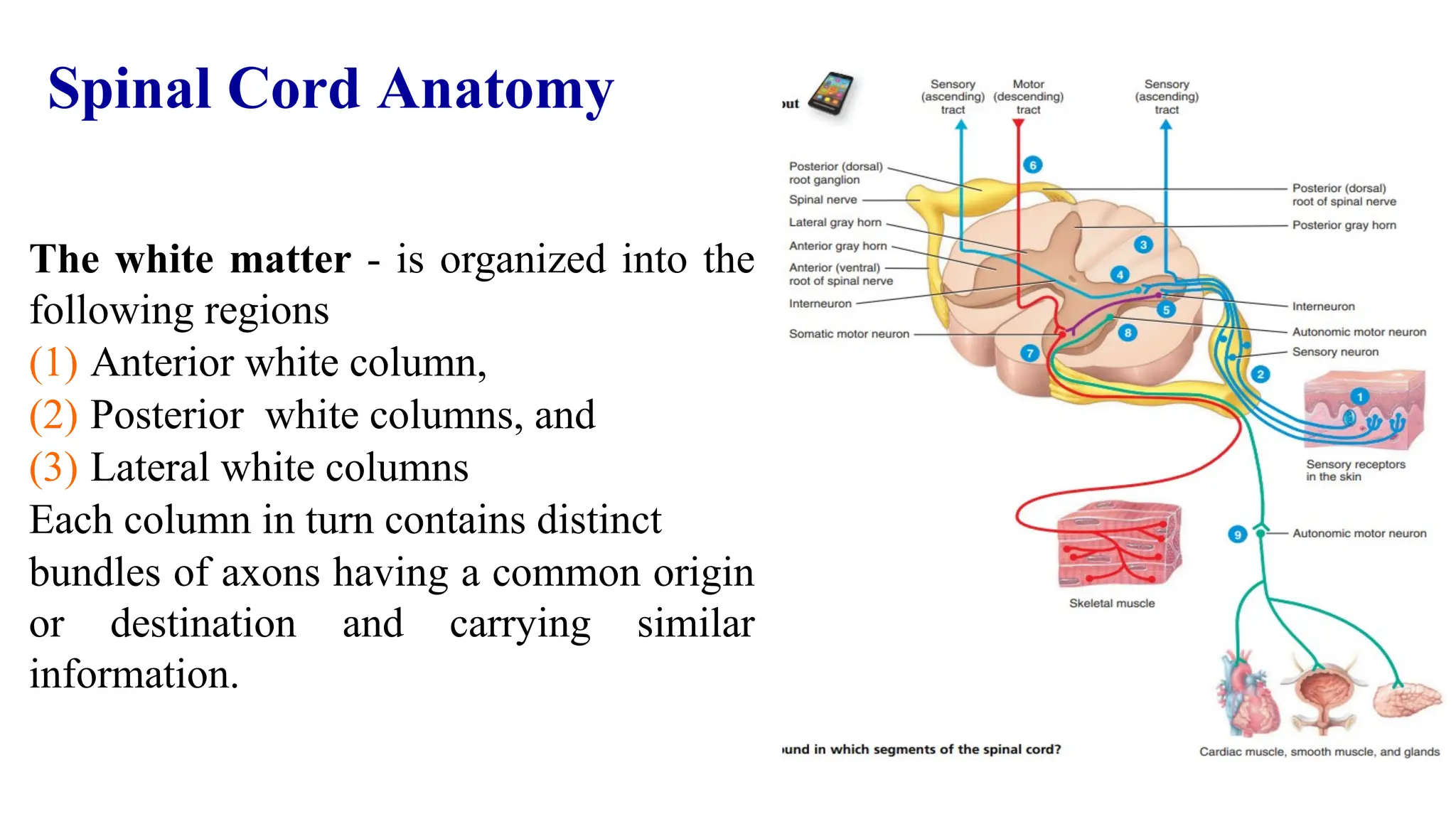 Anatomy and Physiology of Spinal cord .pptx