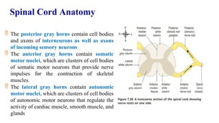 Anatomy and Physiology of Spinal cord .pptx