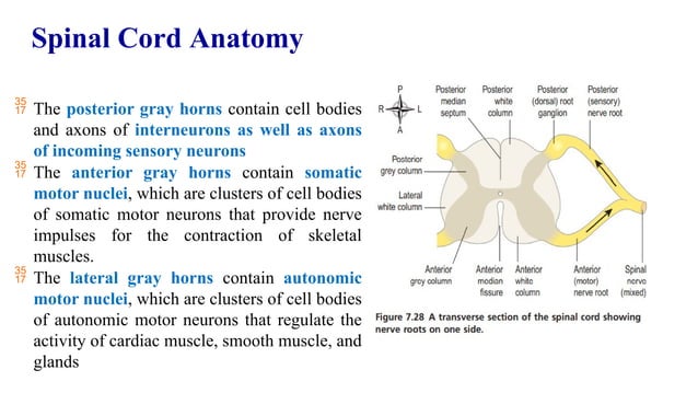 Anatomy and Physiology of Spinal cord .pptx