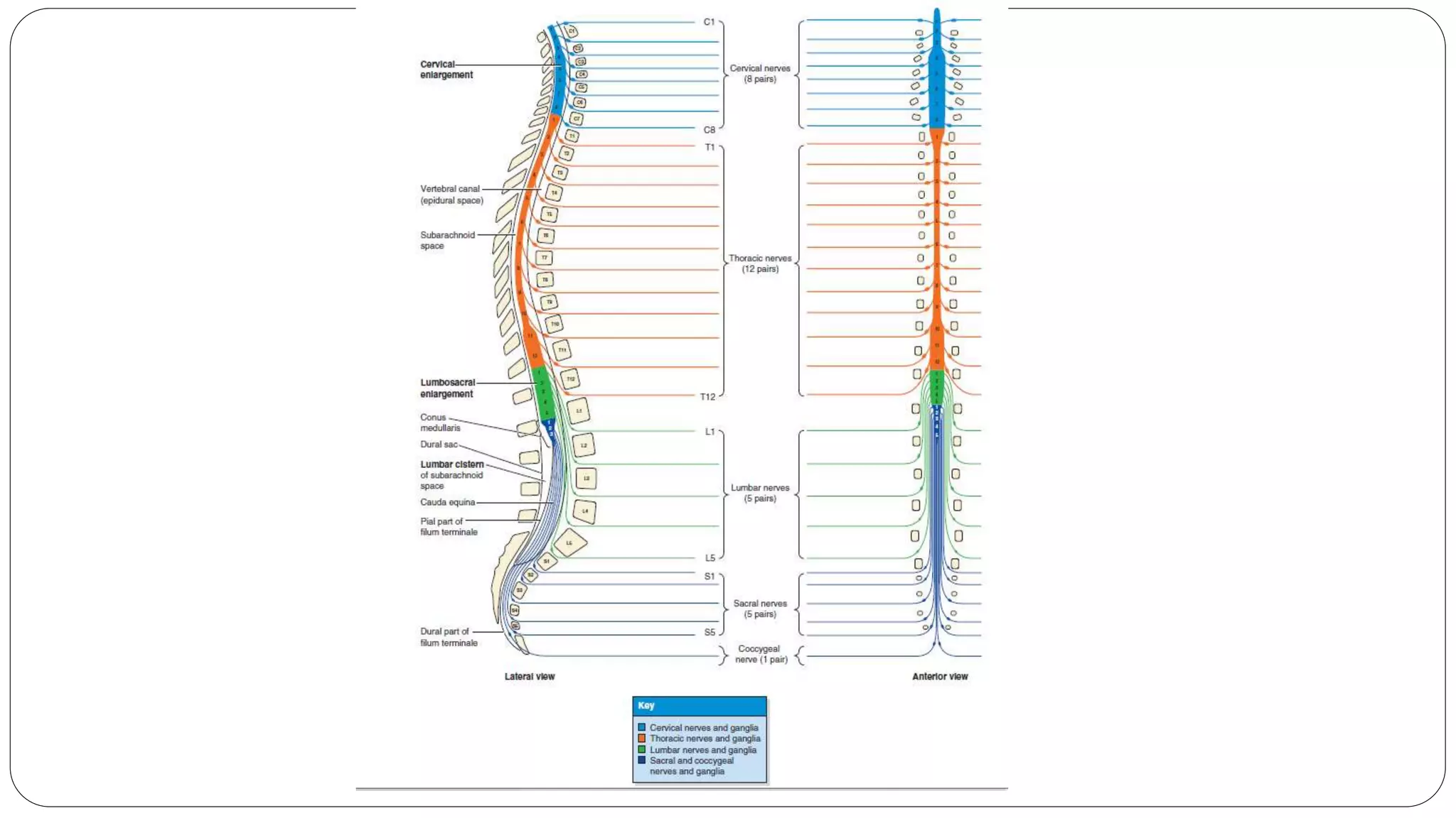 Spinal cord anatomy | PPTX