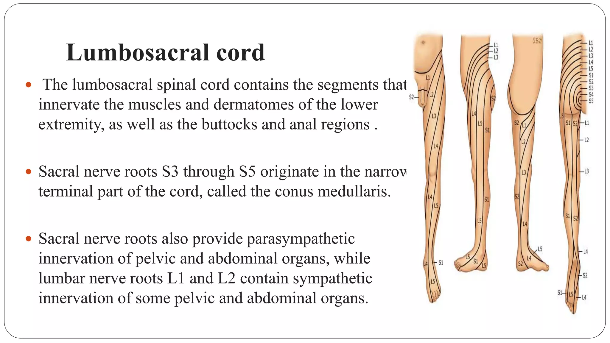 Spinal cord anatomy | PPTX