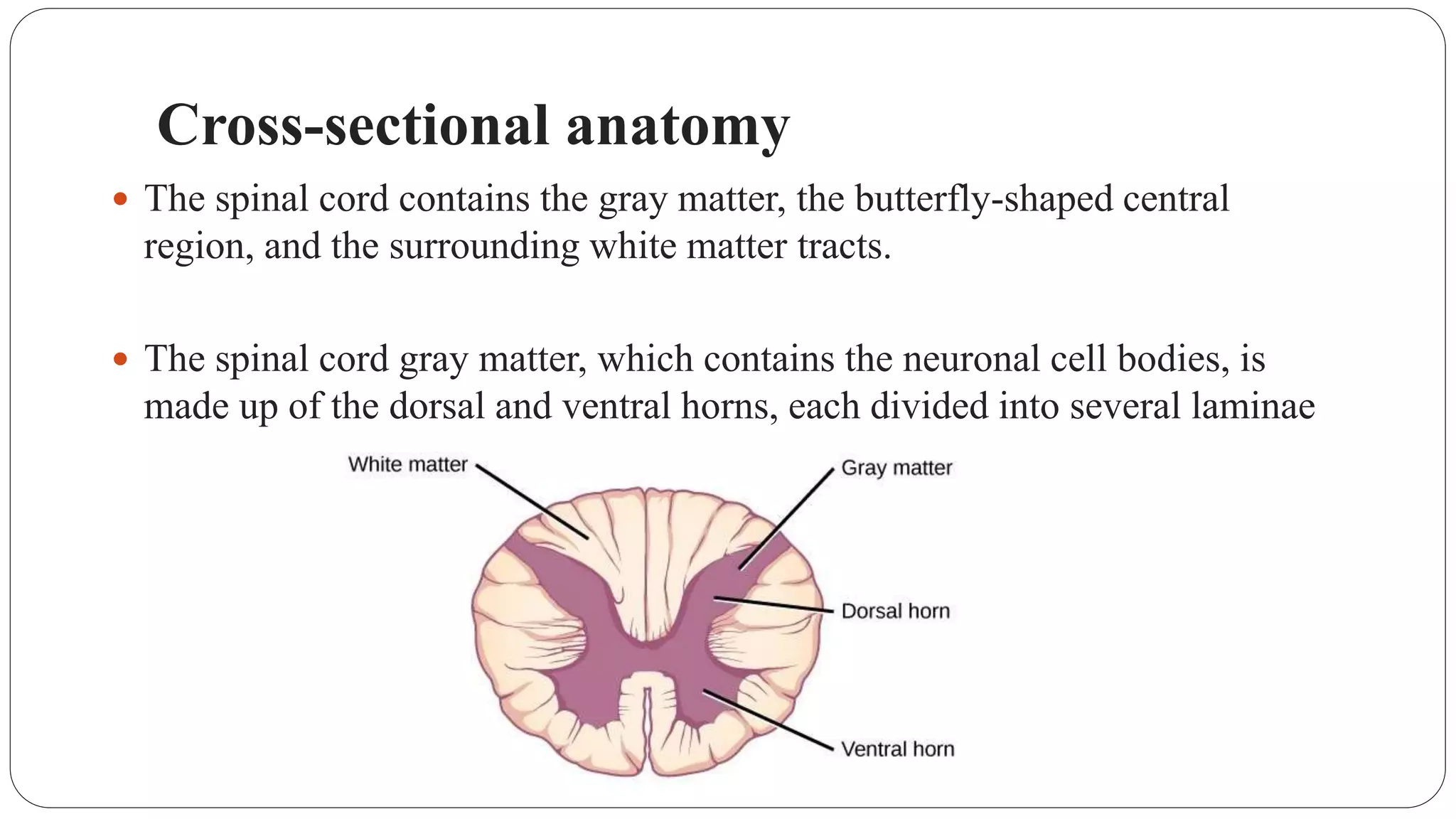 Spinal cord anatomy | PPTX