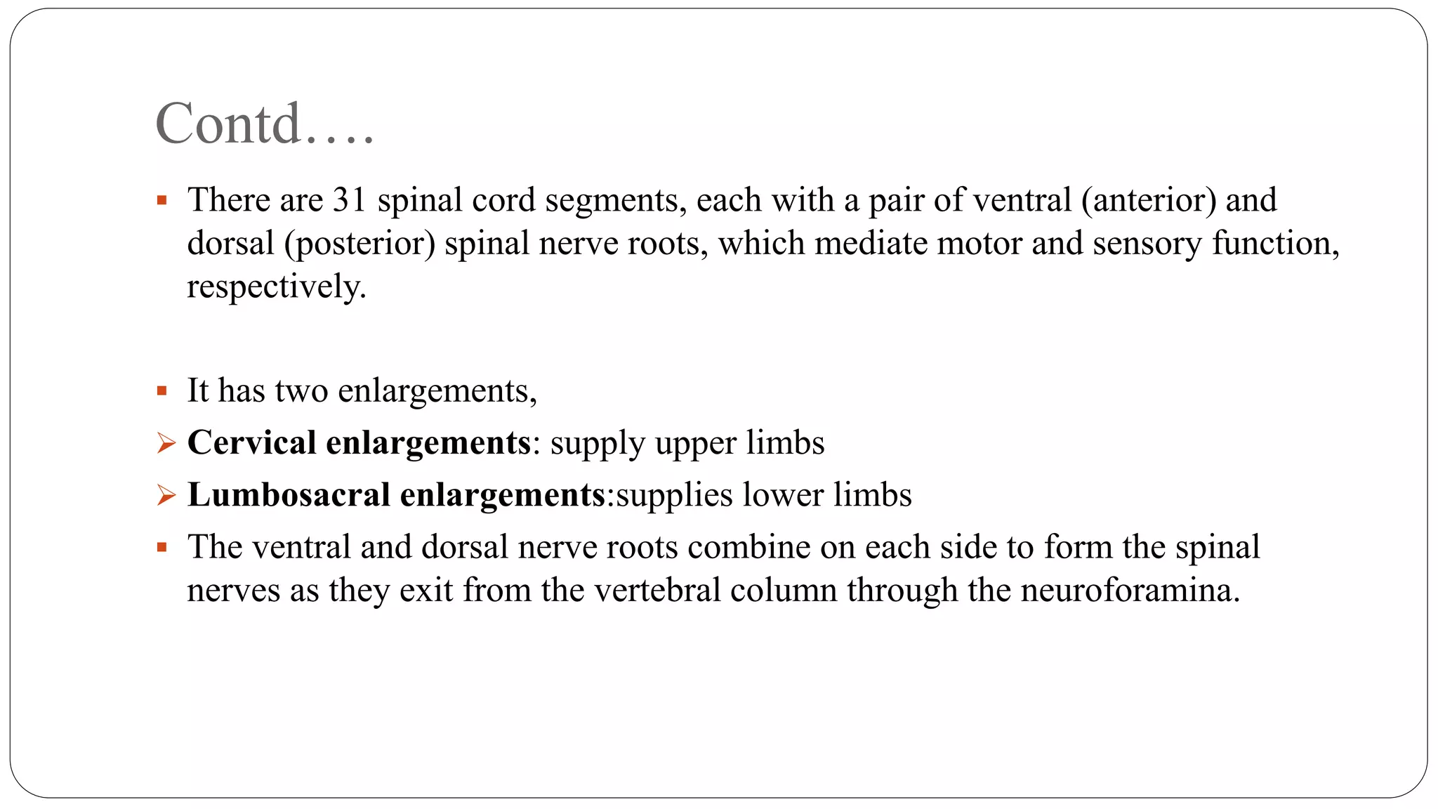 Spinal cord anatomy | PPTX