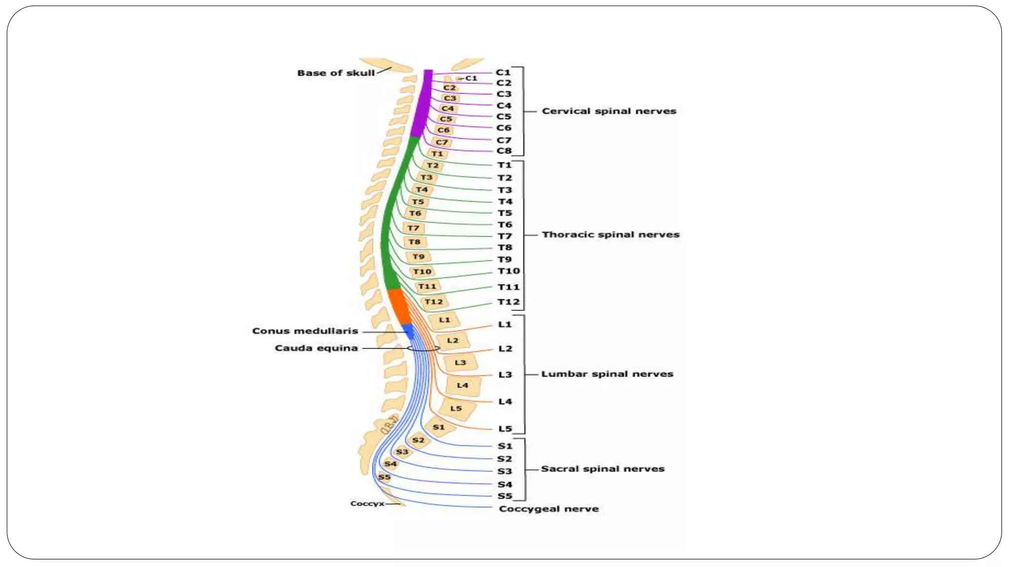 Spinal cord anatomy | PPTX